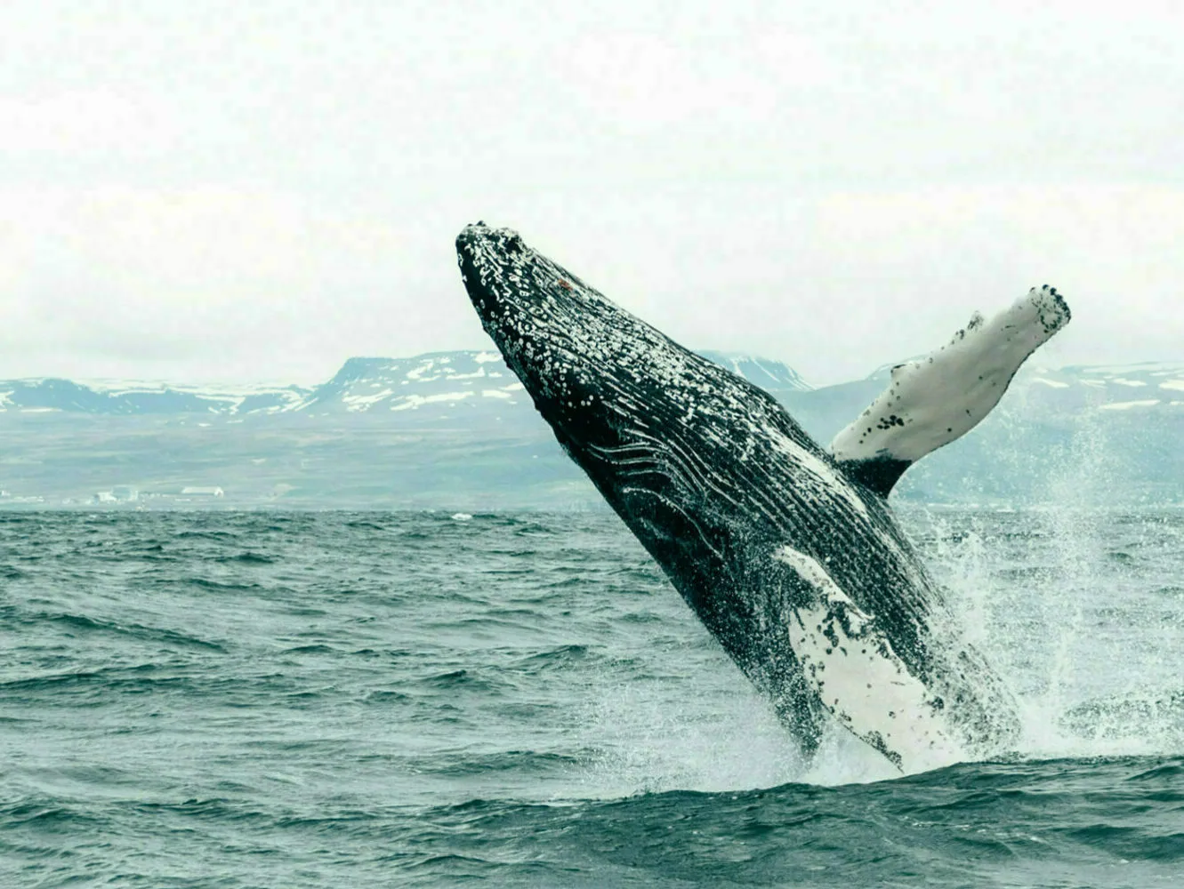 Wissenswertes - Katla Travel